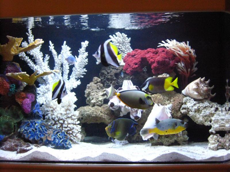 Samples of Salt Water Fish Tanks - Only At Feldman's Aquarium Maintenance