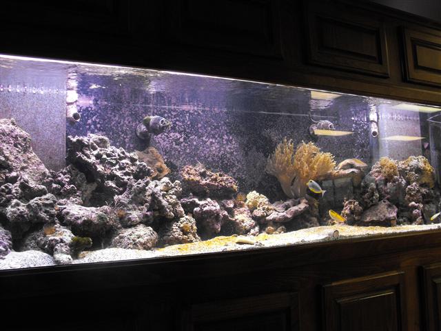 Samples of Salt Water Fish Tanks - Only At Feldman's Aquarium Maintenance