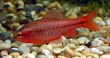 Fresh Water Fish Photos - Only At Feldman's Aquarium Maintenance