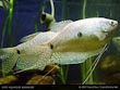 Fresh Water Fish Photos - Only At Feldman's Aquarium Maintenance